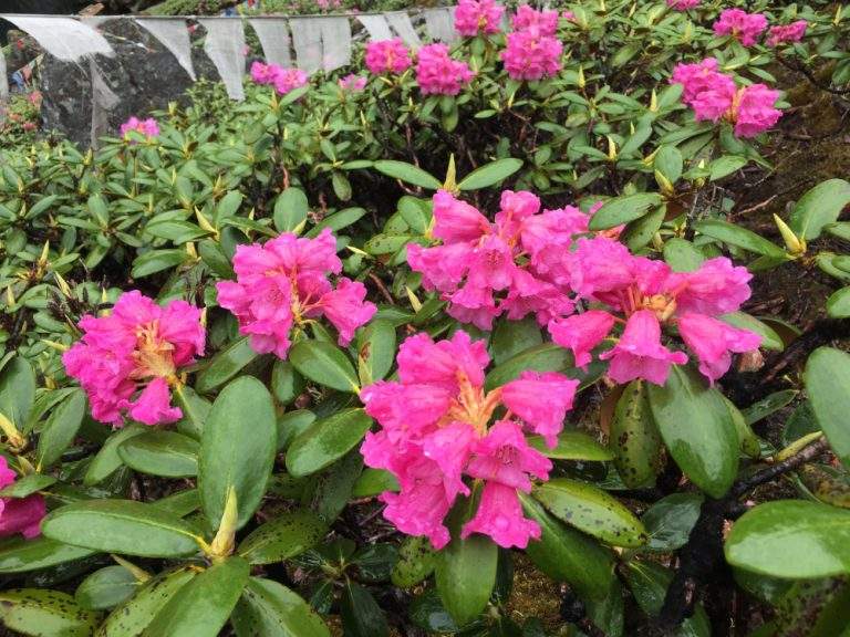 हिमाचल प्रदेश का राज्य पशु, पक्षी और फूल (State Symbols of Himachal ...